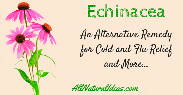 Echinacea Benefits for Colds and Flu Benefits | All Natural Ideas