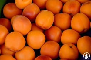 Apricot Oil Benefits: Candida to Cancer and More... | All Natural Ideas