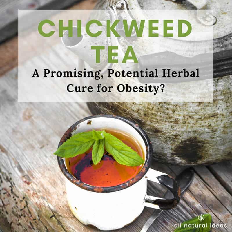 Chickweed Tea: A Potential Herbal Cure For Obesity? | All Natural Ideas