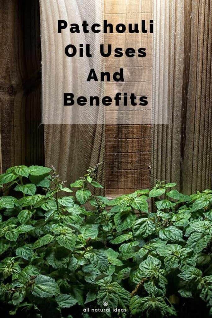 Patchouli Oil Uses And Benefits Beyond Smelling Earthy | All Natural Ideas